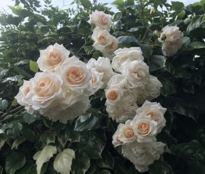 Michelle's garden 2014/15/16 - Michelle's blog